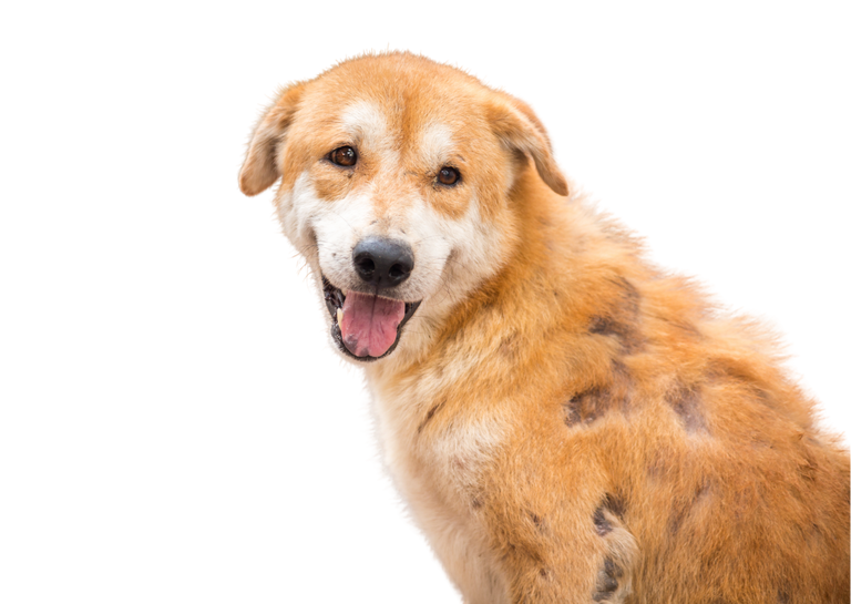 Huid & Vacht Supplementen voor Honden | K9 Laboratories